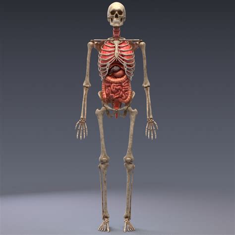 Human Anatomy Animated Skeleton Internal Organs 3d Model In Anatomy 3dexport