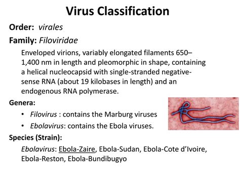 Ppt Complexities Of Viral Nomenclature Powerpoint Presentation Free