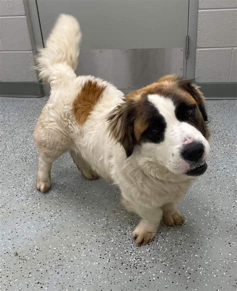 Corgi Saint Bernard Mix Dog For Adoption Rocket A Pekingese And Corgi