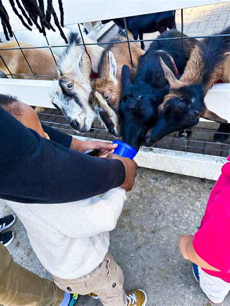 Photo Gallery Honeygrove Learning Academy