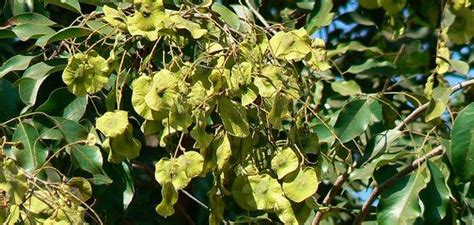 Pterocarpus At Best Price In Bangalore Id 3736518 All Season Herbs