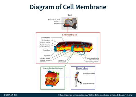 Diagram Of Cell Membrane Geeksforgeeks
