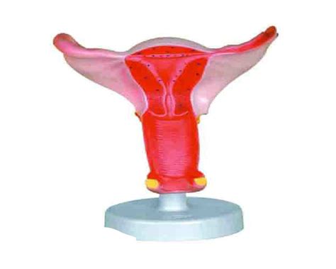 DT Female Internal Genital Model Size Life Size At Rs 25000 In Bidhan Nagar