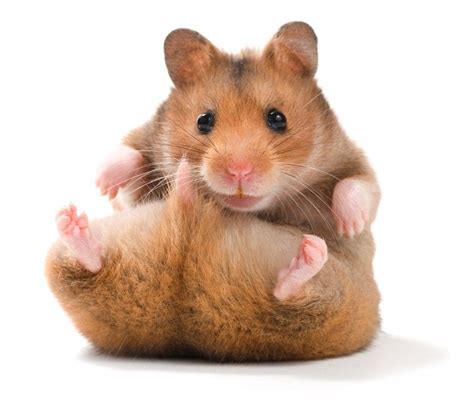 Hamster Características Veterinario Exóticos