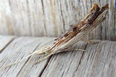 Common Garden Micro Moth Identification