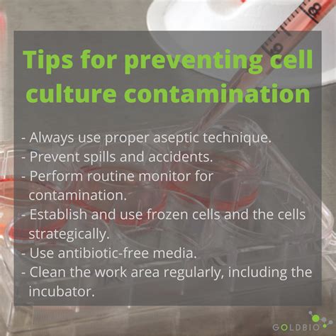How To Detect Cell Culture Contamination Goldbio