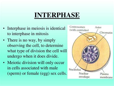 Meiosis Is A Specialized Type Of Cell Division That Occurs In The