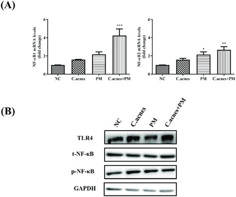 Pm Significantly Induces The Activation Of The Tlrnf κb Signaling