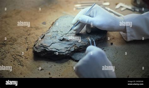 Close Up Of Archaeologist In Gloves Cleaning Fossil Using Professional Tools Scientist Works