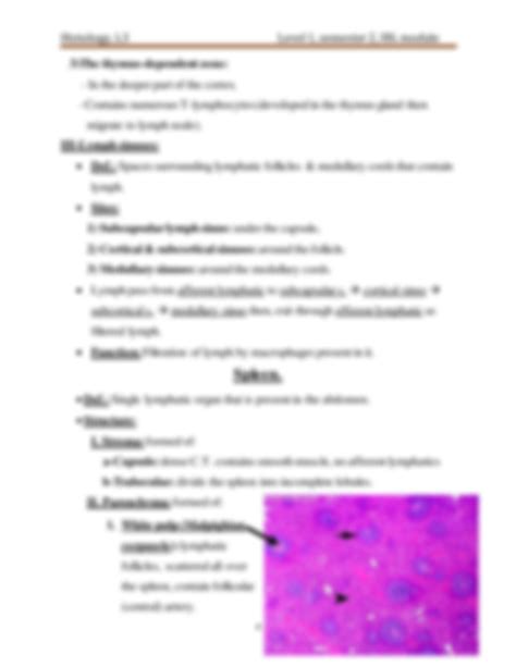 Solution Ibl Histology Lymphatic System Studypool
