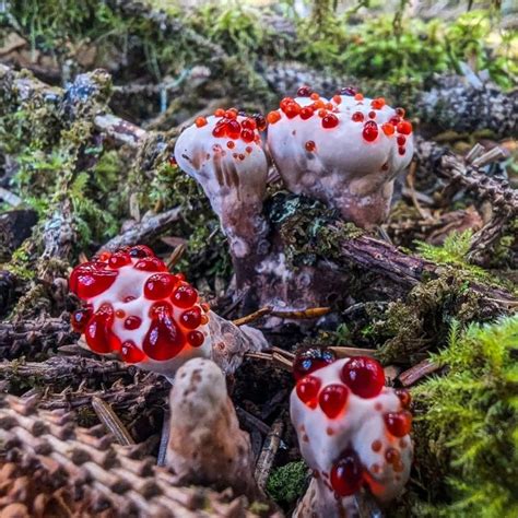 26 Unusual Plants Youve Probably Never Heard Of