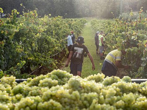 Winmark Wines Broke Fordwich Young Gun Of Wine