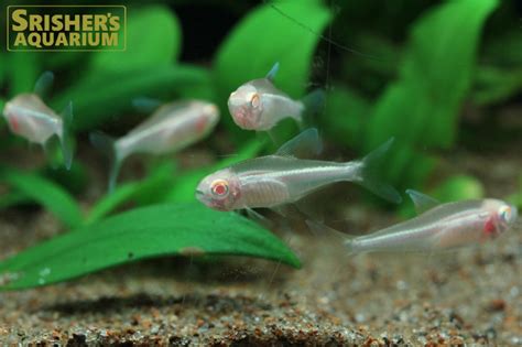 アルビノブラックネオンテトラ小型カラシンの仲間 Characin スリッシャーズ アクアリウム