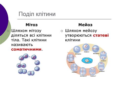 Ріст і розмноження клітин 6 клас презентация онлайн