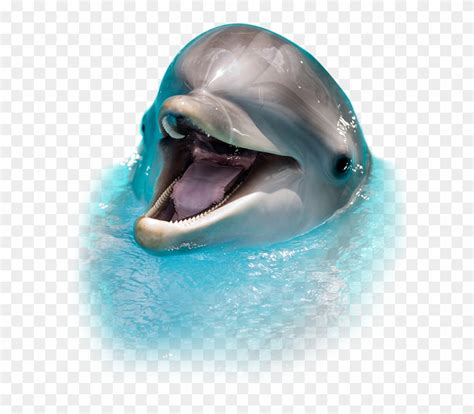 Dolphin Cgi Dolphin Clipart 723407 Pikpng