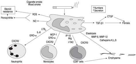 Figure 1 From The Role Of A Kinase Anchoring Proteins Akaps In The