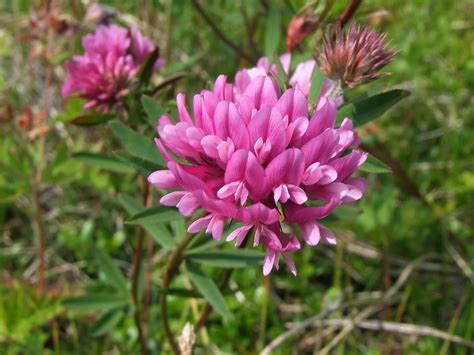 Trifolium lupinaster - Изображение особи - Плантариум