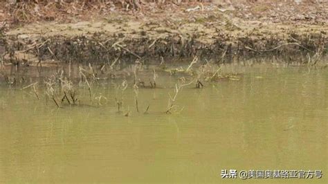 「美國奧基路亞」如何在草區拔出大魚 每日頭條