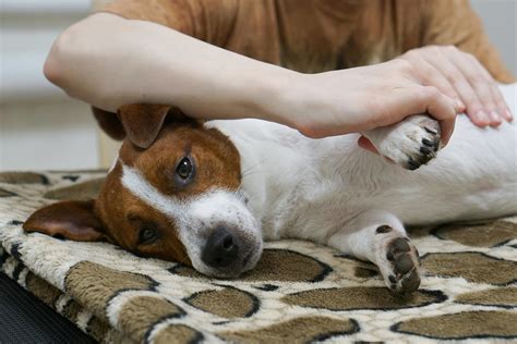 Massage Therapy In Dogs Procedure Efficacy Recovery Prevention Cost