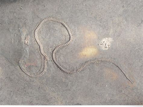 Fossil Snakes Member Collections The Fossil Forum