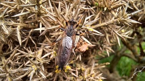Enjoying Gorse Close Up Carefully Wwt