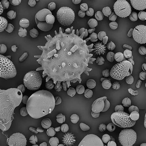SEM Image Analysis System For Quality Control Of Nanoparticles Free Demo Trial Available At