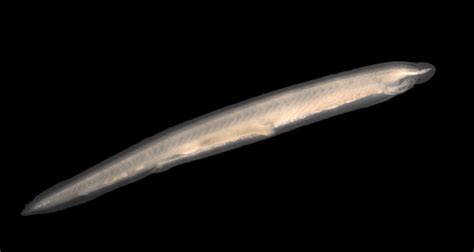 Orthonectida Tiny Parasites Of Starfish And Worms Earth Life