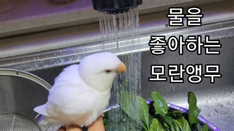 물을 좋아하는 껌딱조 모란앵무 알비노 앵솜솜 앵크림 Youtube