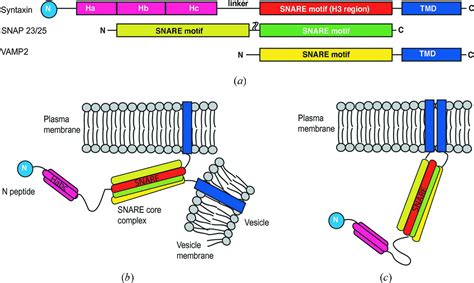 Iucr Reconciling The Regulatory Role Of Munc18 Proteins In Snare Complex Assembly