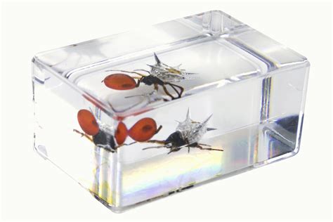 3d Bug Specimen Kit 4 Celestron