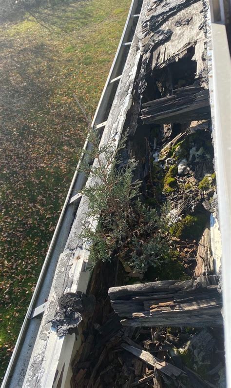 Have You Ever Smooshed A Plant Lopco Contracting Ri