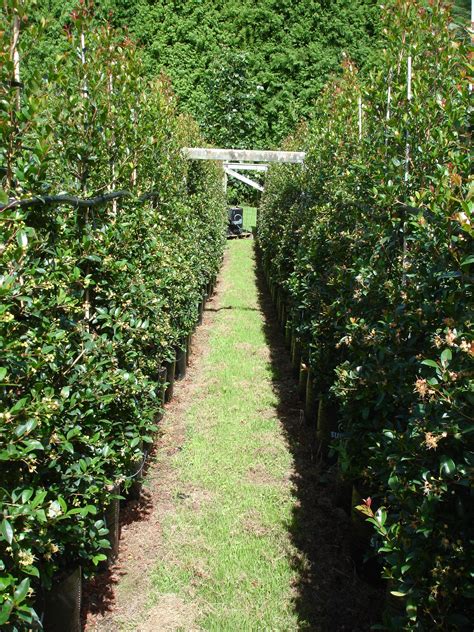 Eugenia Ventanatii Lilly Pilly Tauranga Tree Co