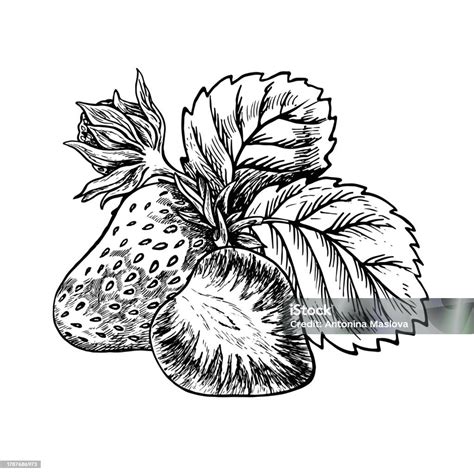 딸기 손으로 그린 흑백 그래픽 벡터 그림입니다 흰색 배경에 고립되어 있습니다 라벨 인쇄물의 경우 디자이너 포장 배너 및 메뉴 카드 직물 및 포스터용 그리기에 대한 스톡 벡터