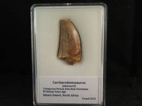 Carcharodontosaurus Teeth For Sale Fossil Shack