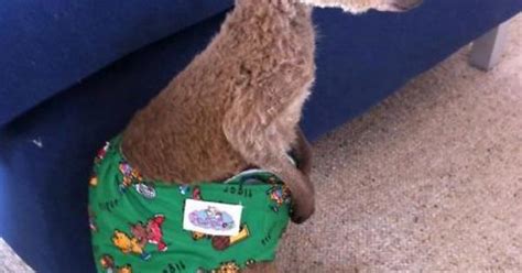 This Aww Moment Has Been Brought To You By Mentos Imgur