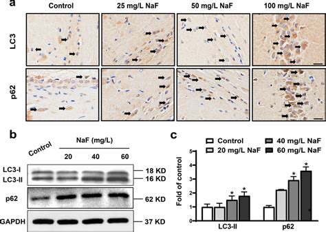 Naf Exposure Induces Autophagic Flux Blockage In Vivo And In Vitro A