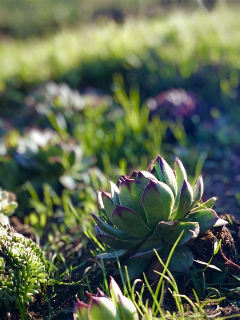 Succulent Plants Grass Free Photo On Pixabay Pixabay