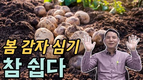 봄감자심는시기 봄감자파종시기 감자싹틔우기 감자밭만들기 youtube