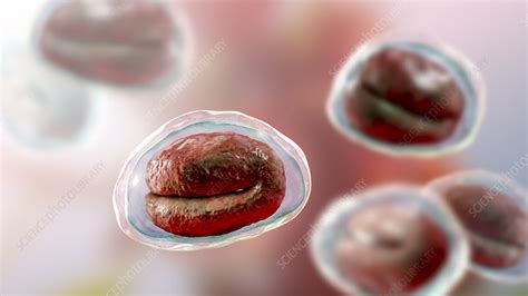 Threadworm Eggs Illustration Stock Image F0277584 Science Photo