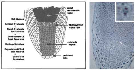 Root Cap Definition Structure Development Functions Biology