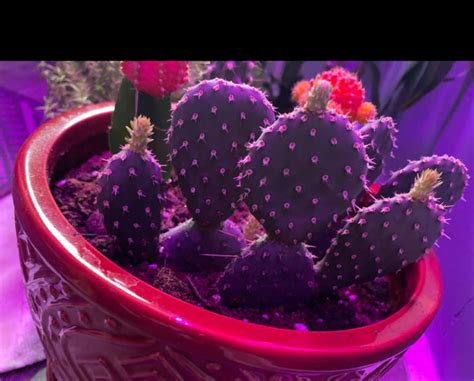 🌵 Why Are My Brittle Prickly Pear Leaves Curling