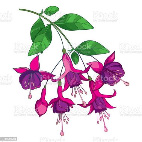 윤곽 선 보라색 Fuchsia 꽃 무리 꽃 봉오리와 흰색 배경에 고립 된 화려한 녹색 잎의 벡터 분기 후크시아에 대한 스톡 벡터