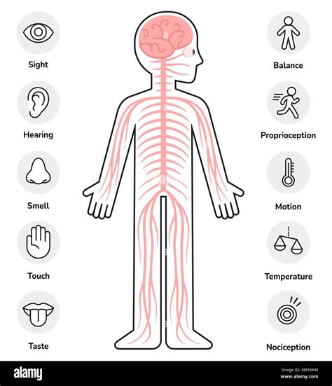 Human Nervous System Chart