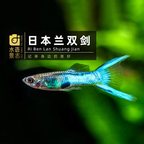 银河双剑孔雀鱼 安德拉斯双剑孔雀鱼 银河孔雀鱼图片 大山谷图库