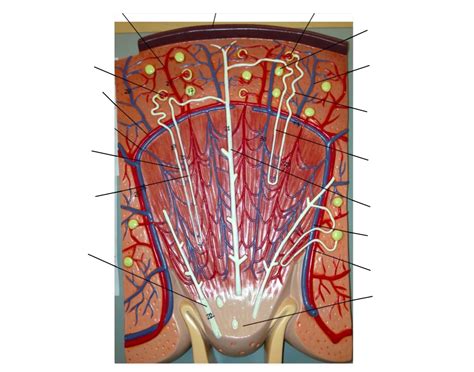 Nephron Loop 4 Quiz