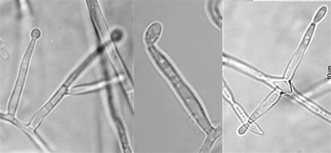 Morphological Characters Considered Fusahelp