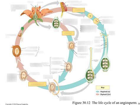 Angiosperm Life Cycle Diagram Quizlet