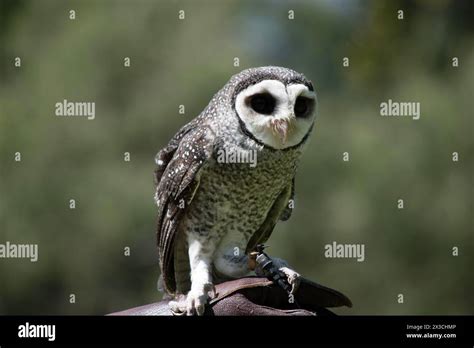 The Lesser Sooty Owl Is A Dark Sooty Grey In Color With Large Eyes In