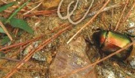 Biology Ncert Cell Membrane