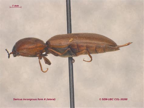 Elateridae